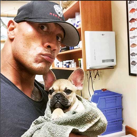 Must-See: Dwayne Johnson and His New Puppies Are The Cutest Thing Ever ...