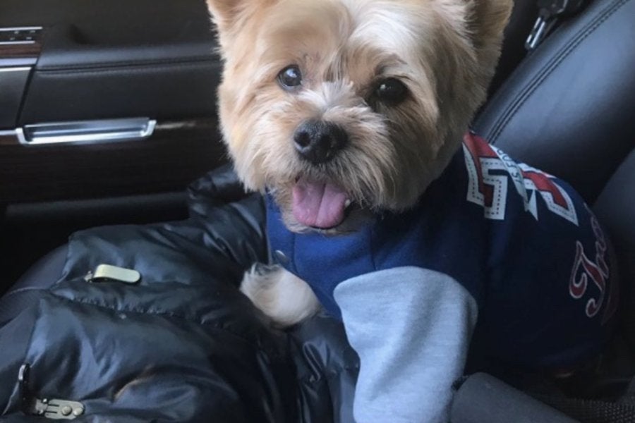 Missy Elliott's Dog Is A Fashion Star! - Essence