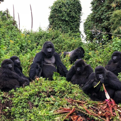 Black Travel Vibes: A Visit To Rwanda Will Make You Feel At Home - Essence